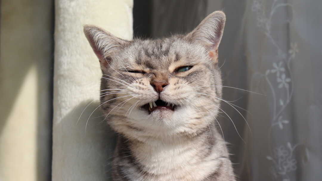 Why Is My Cat Sneezing Causes Advice Purina